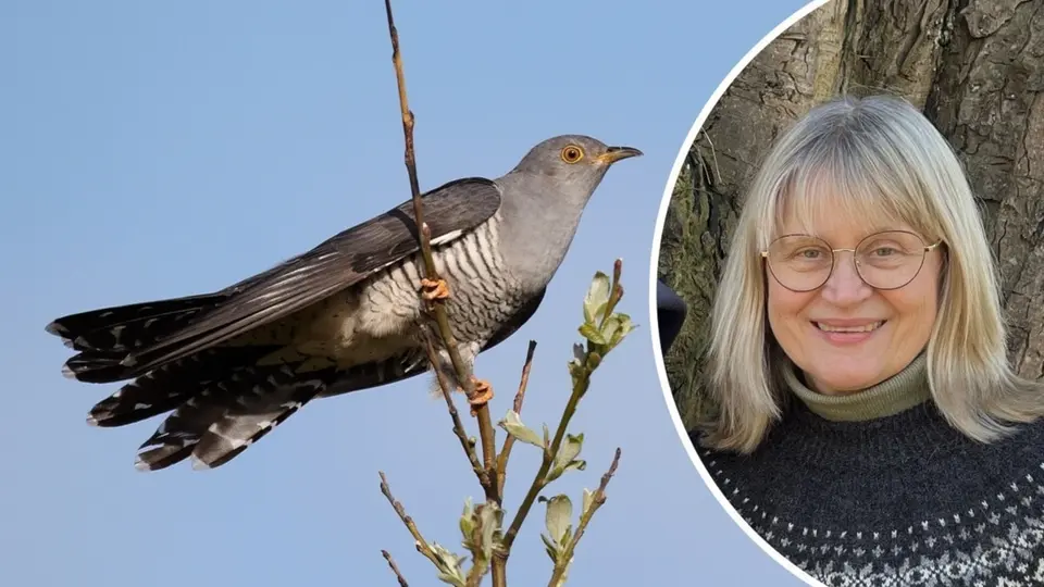 Gökens galna rop när han hör en hona | Sveriges Radio