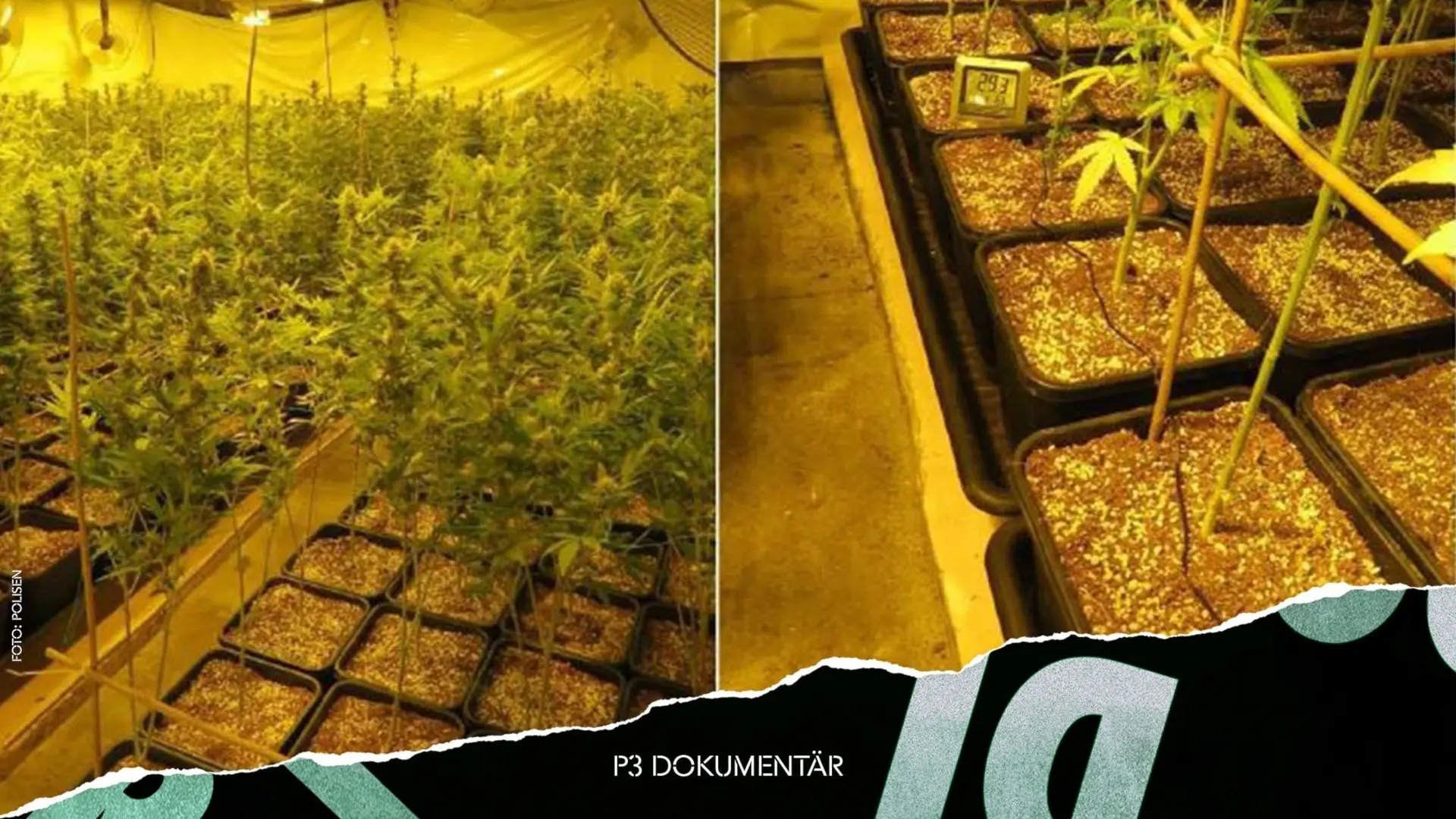 Cannabisfabriken på Västgötaslätten | P3 Dokumentär | Sveriges Radio