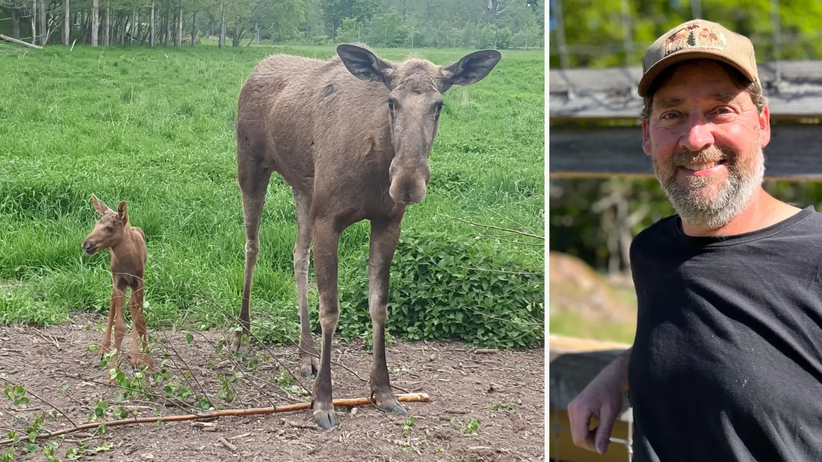Så firas mors dag i älgparken efter kalvlyckan | Sveriges Radio