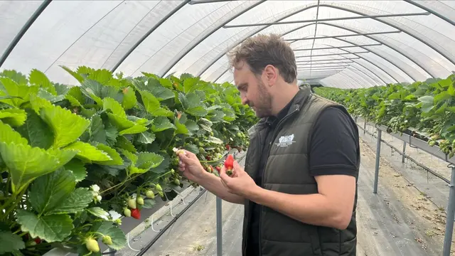 Risk för brist på jordgubbar inför midsommar i Värmland | Sveriges Radio